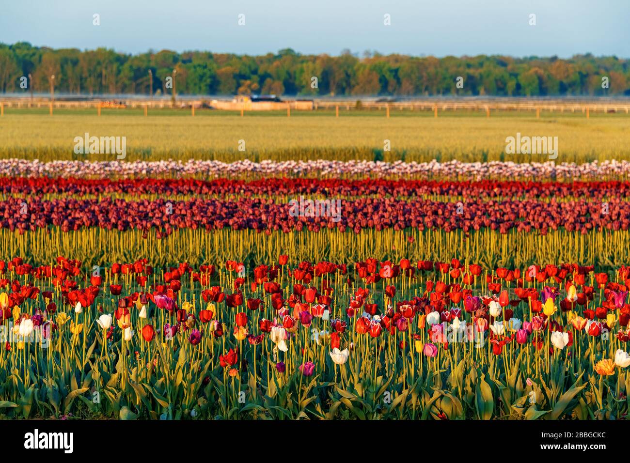 Tulip in farm with beautiful colors in Spring Stock Photo - Alamy