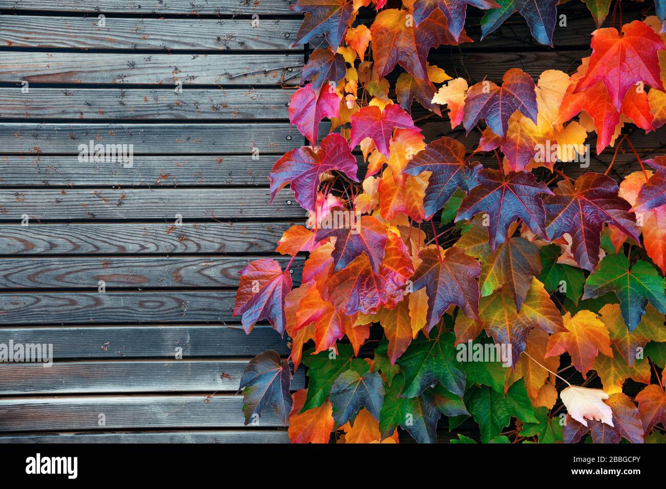 Dolomites colorful foliage closeup in North Italy Stock Photo - Alamy