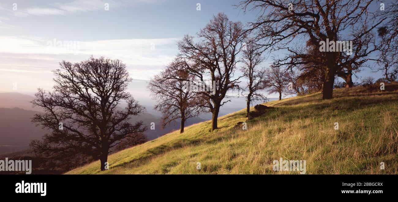 Front view of trees on a mountain slope Stock Photo - Alamy