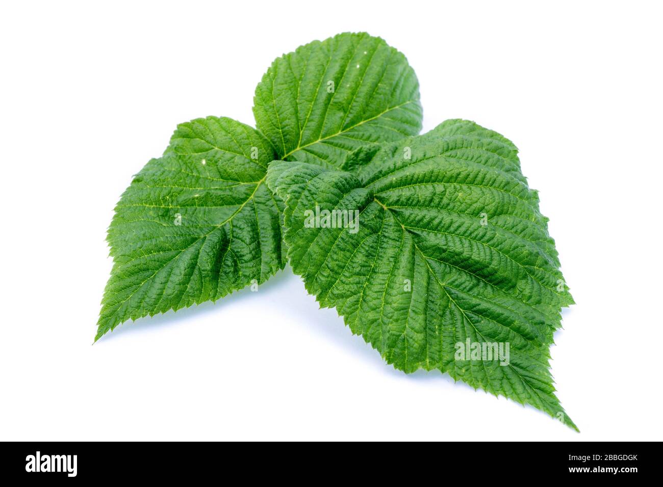 Raspberry leaves isolated on white background Stock Photo - Alamy