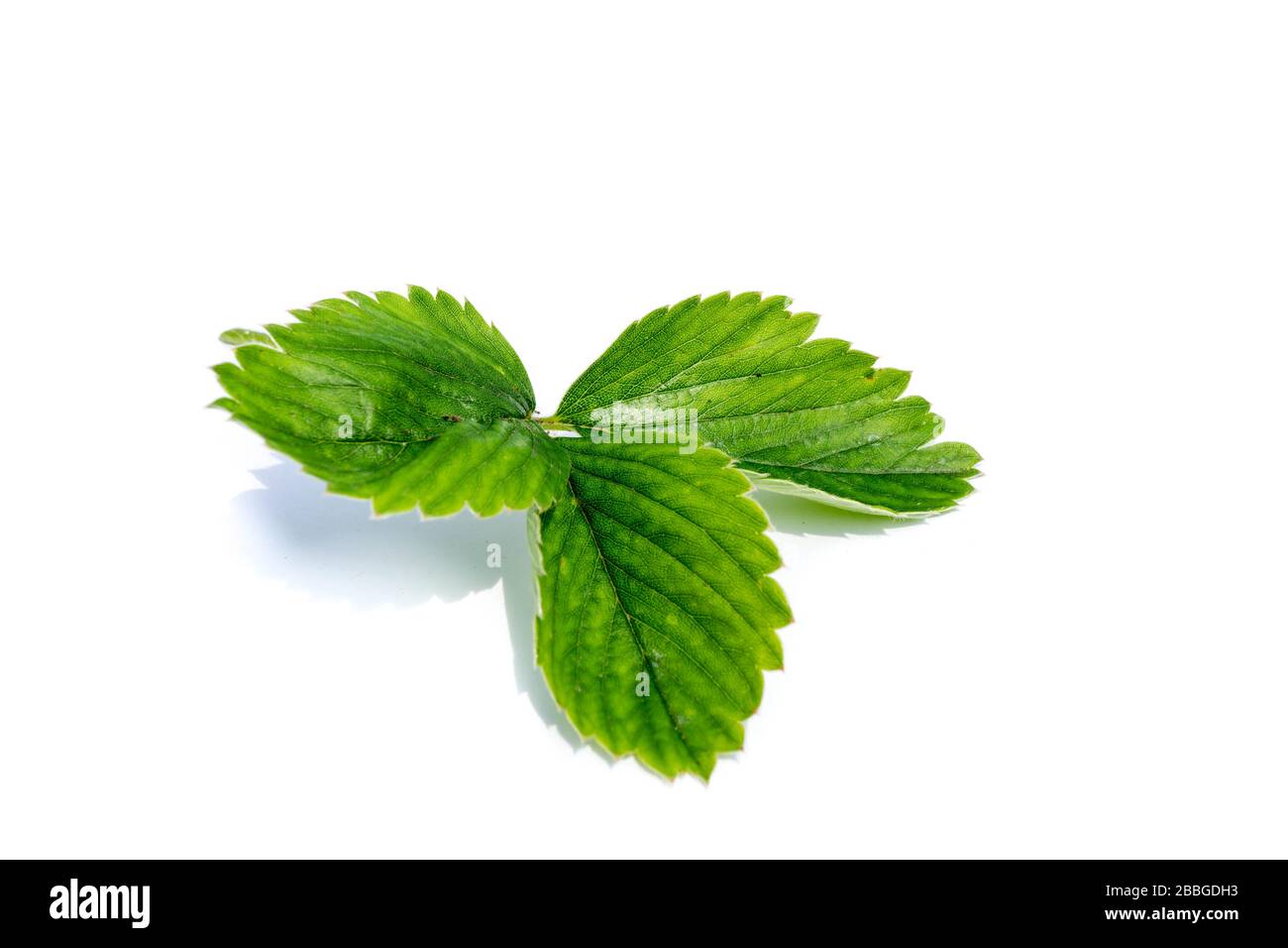 Strawberry leaves isolated on white background Stock Photo - Alamy