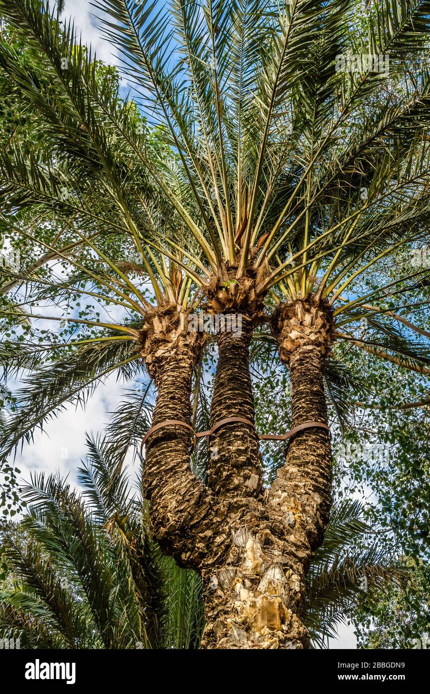 Detail of a date palm tree, natural background Stock Photo - Alamy