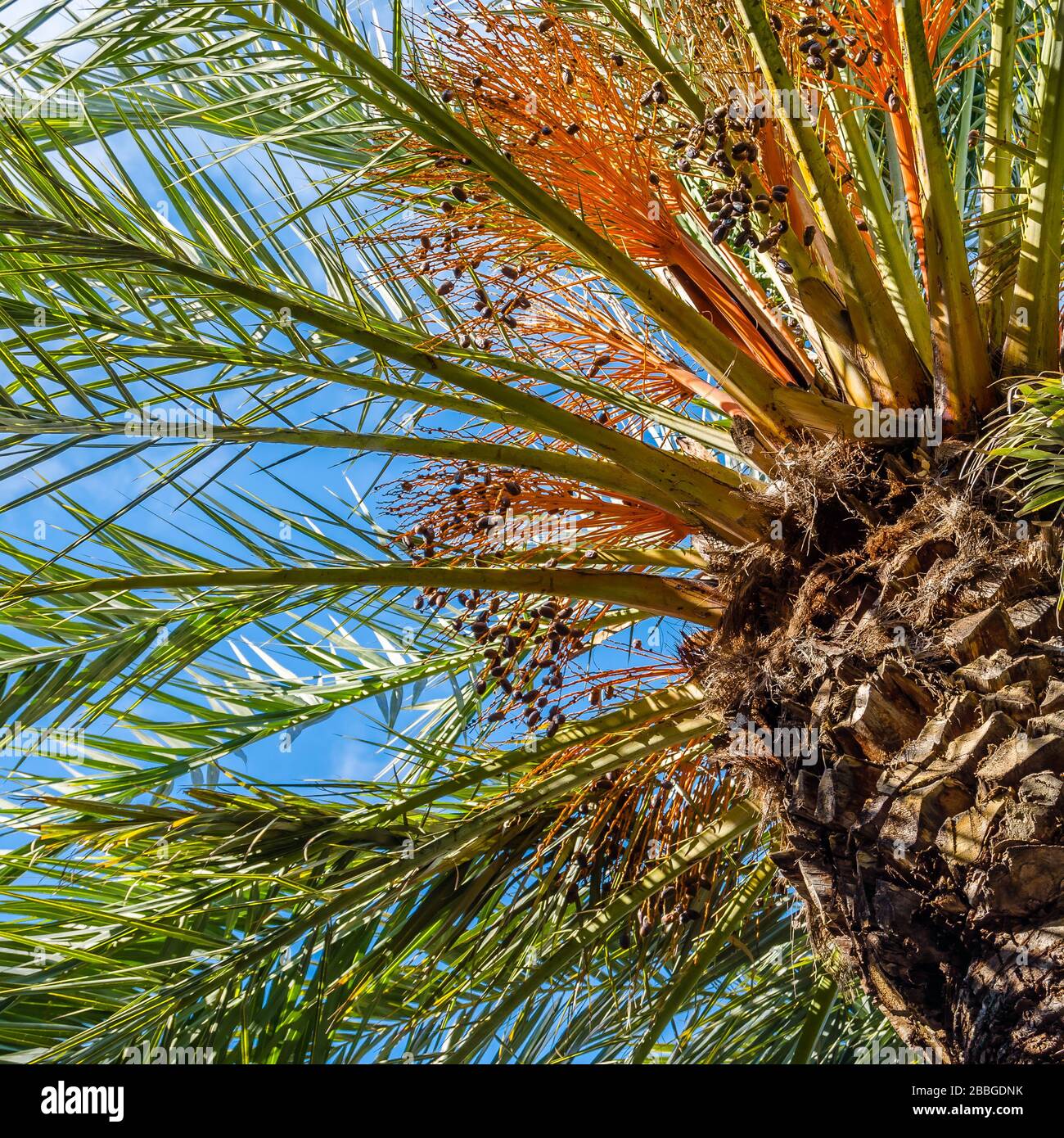 Detail of a date palm tree, natural background Stock Photo - Alamy