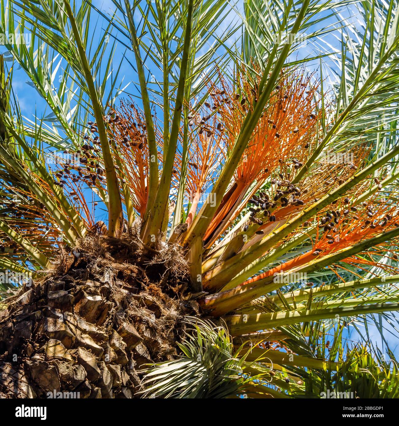 Detail of a date palm tree, natural background Stock Photo - Alamy