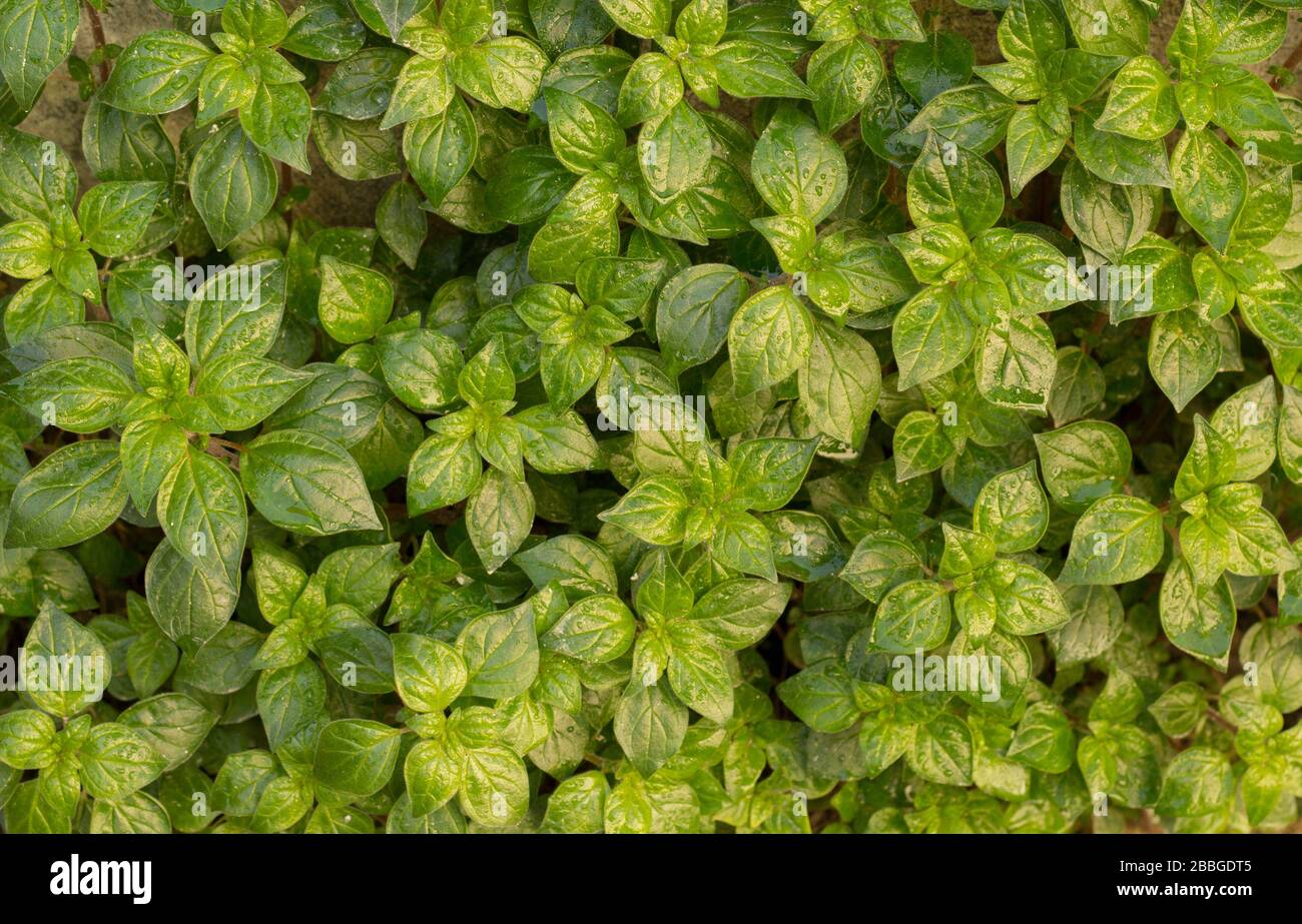 Small particles hi-res stock photography and images - Alamy