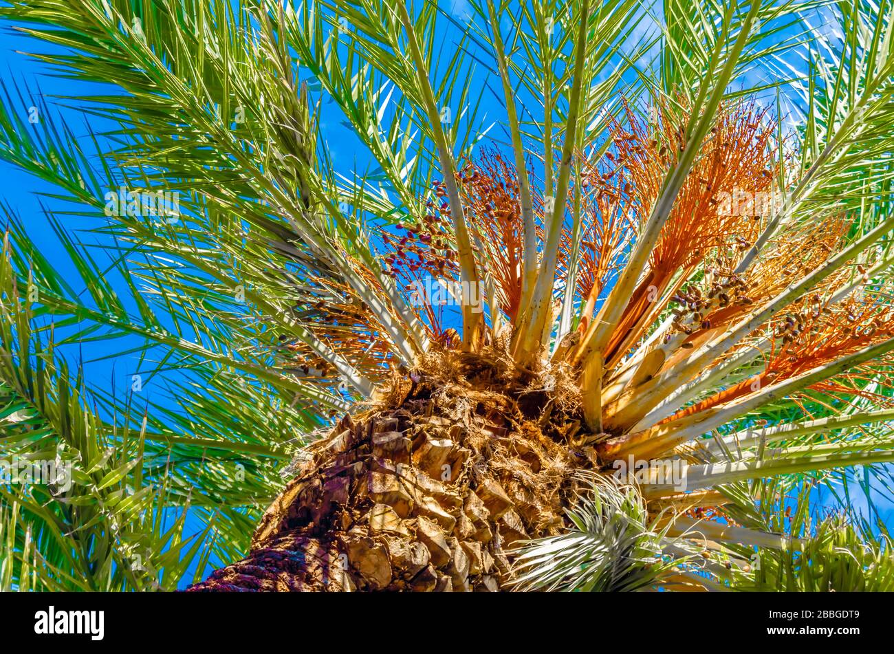 Detail of a date palm tree, natural background Stock Photo - Alamy