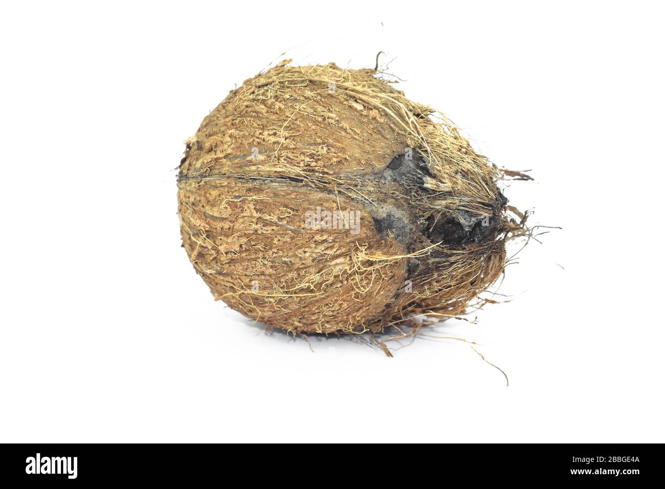 Close up of a rustic coconut in the middle of an isolated empty white ...