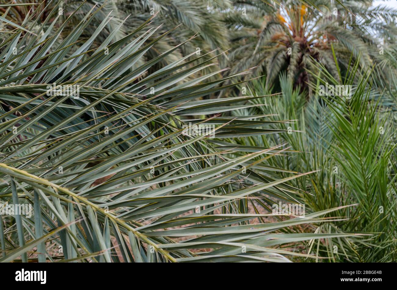 Detail of a date palm tree, natural background Stock Photo - Alamy