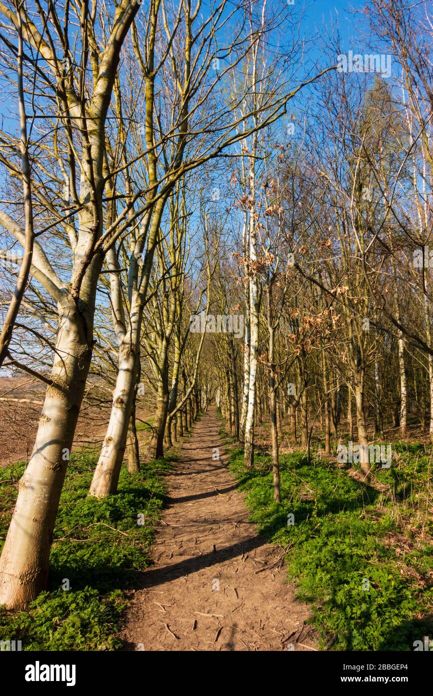 A muddy path through a grove of silver birch trees, early spring Stock ...