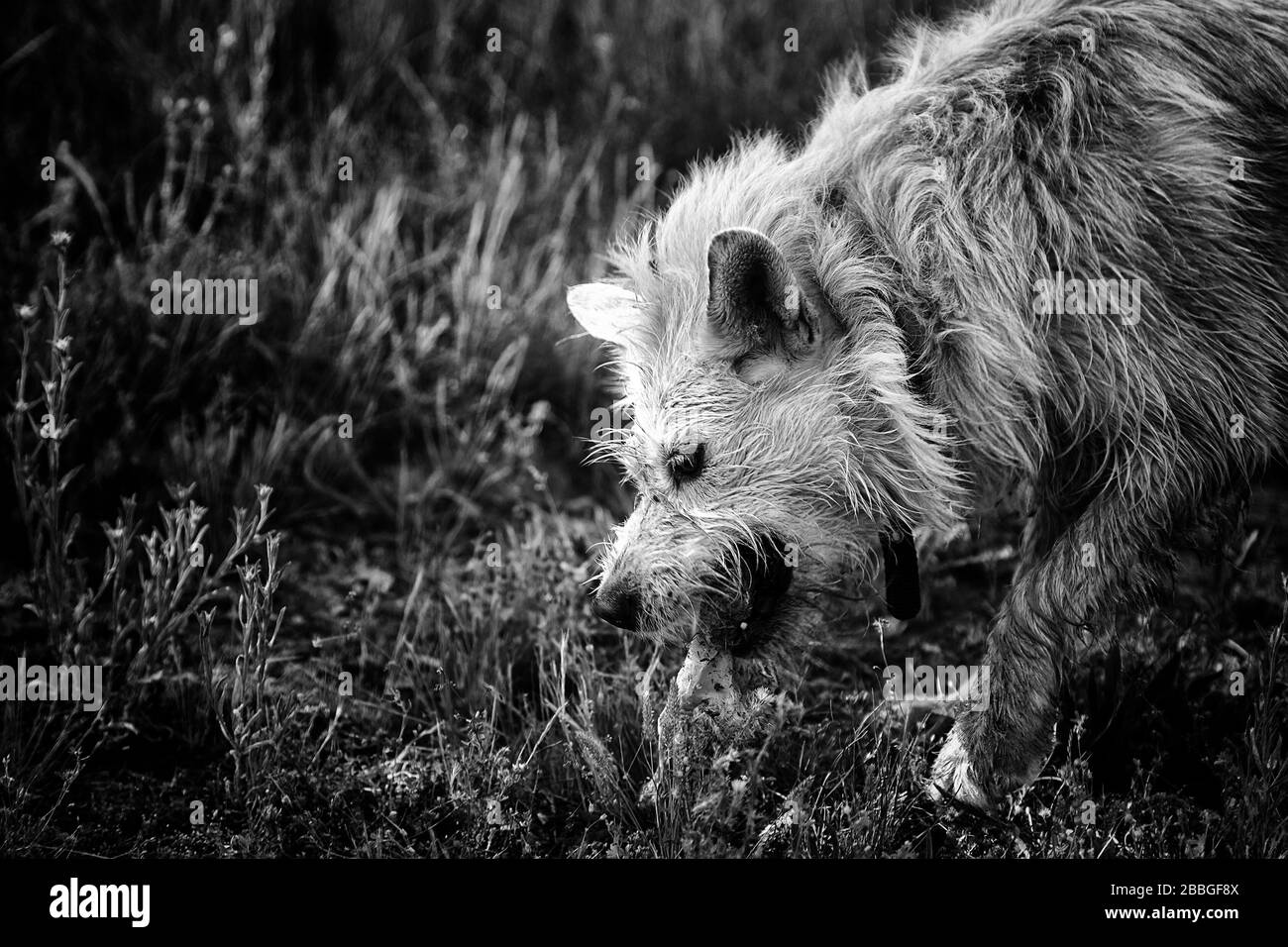 Hound hunter eating bone in field, animals and nature Stock Photo - Alamy