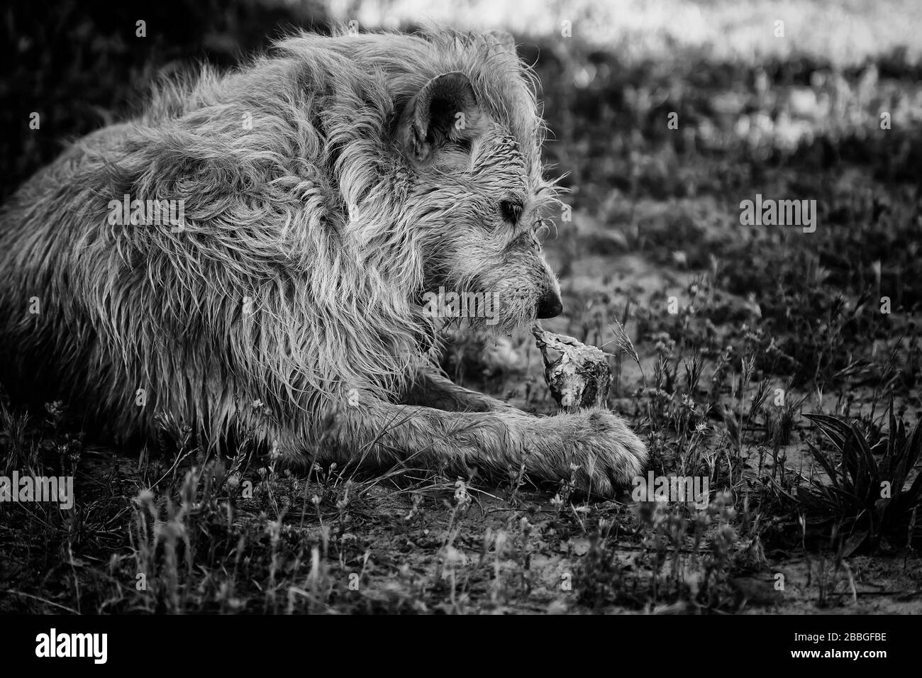 Hound hunter eating bone in field, animals and nature Stock Photo - Alamy