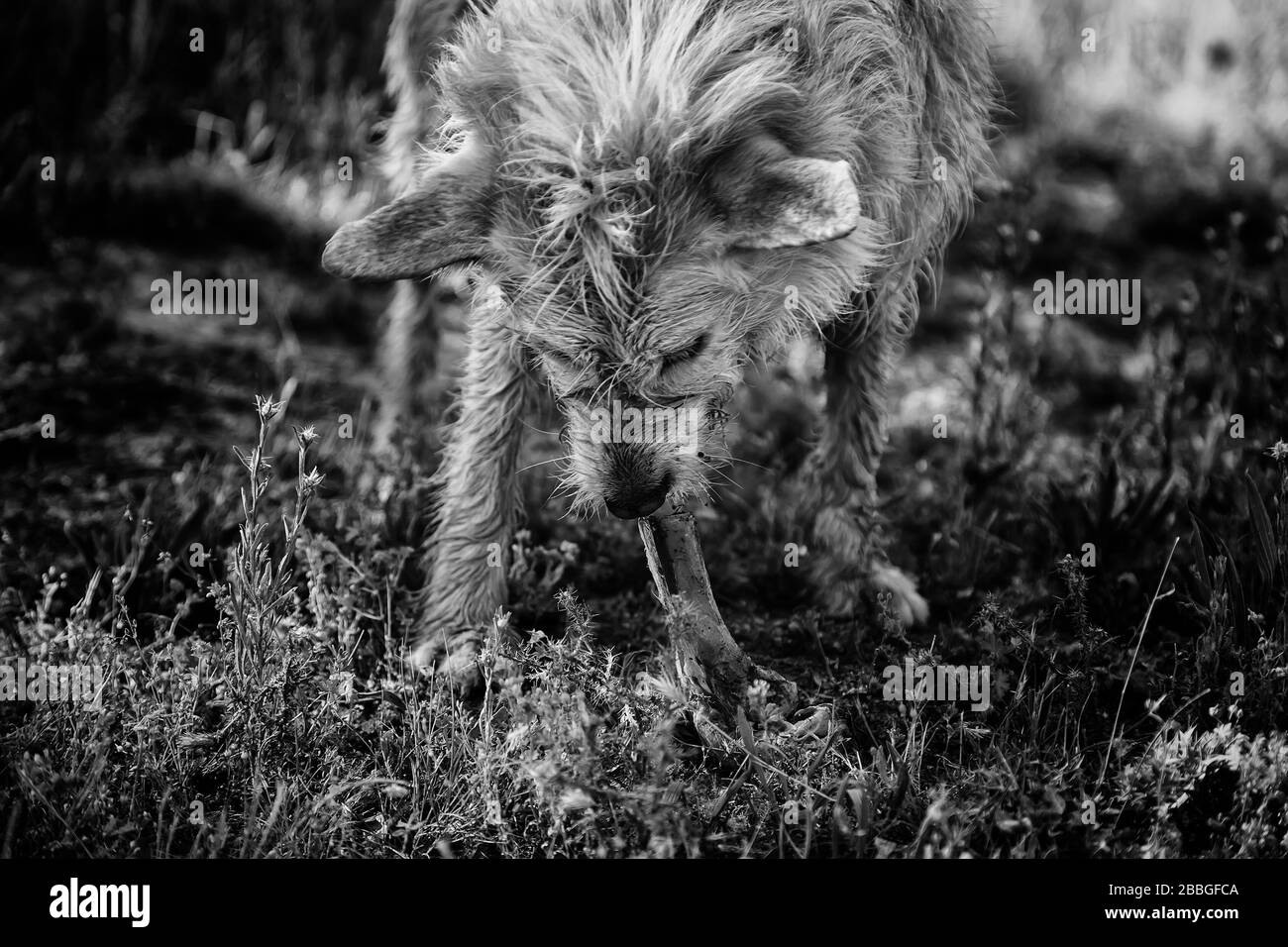 Hound hunter eating bone in field, animals and nature Stock Photo - Alamy
