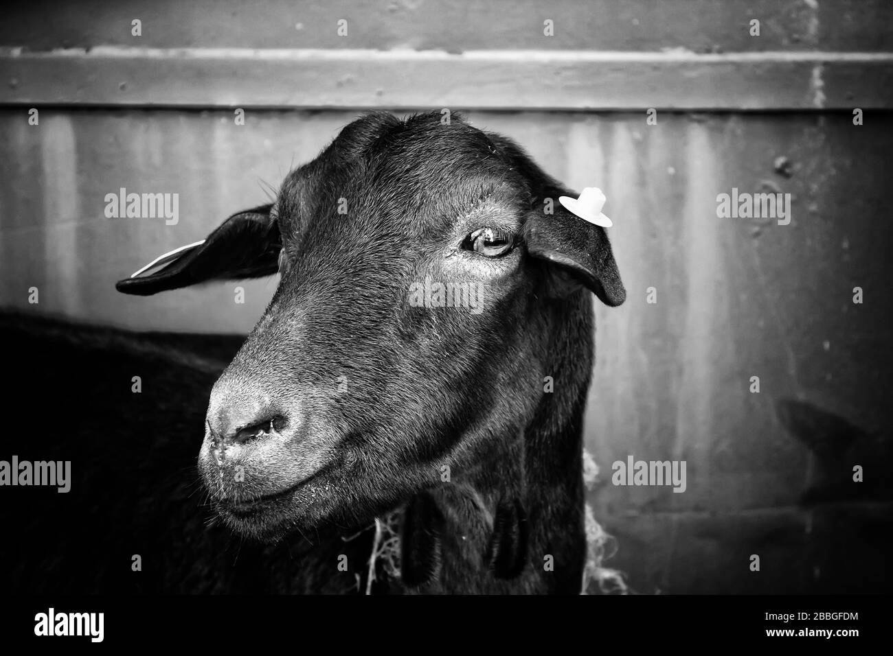 Sheep in barnyard farm animals, nature and captivity, explotacion Stock ...