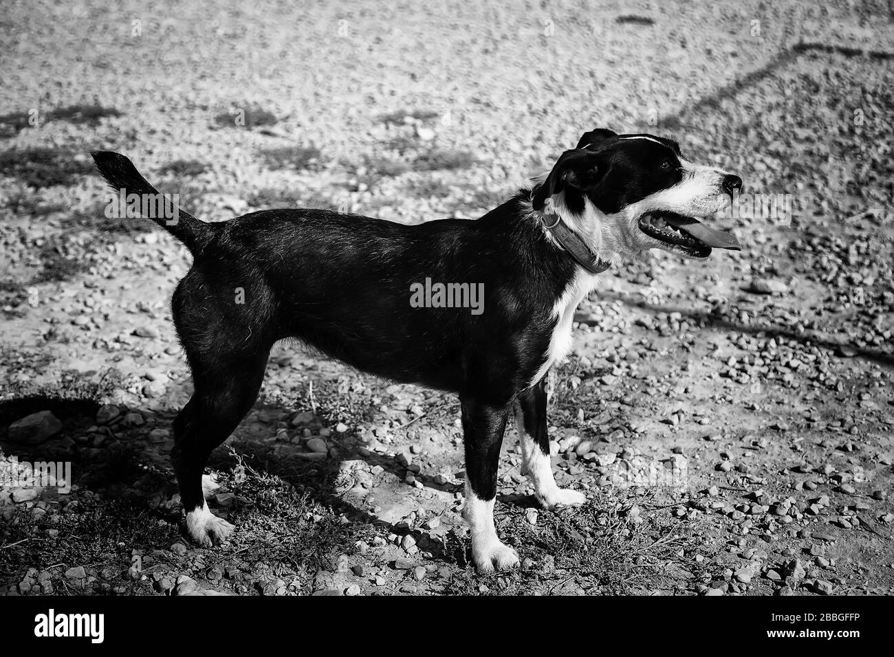 Podenco dog running in natural park, domestic animals and sport Stock ...