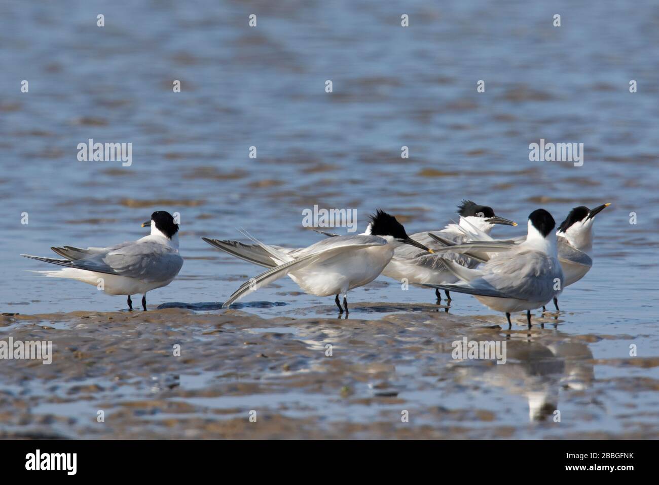 Sandwich terns (Thalasseus sandvicensis / Sterna sandvicensis) flock ...