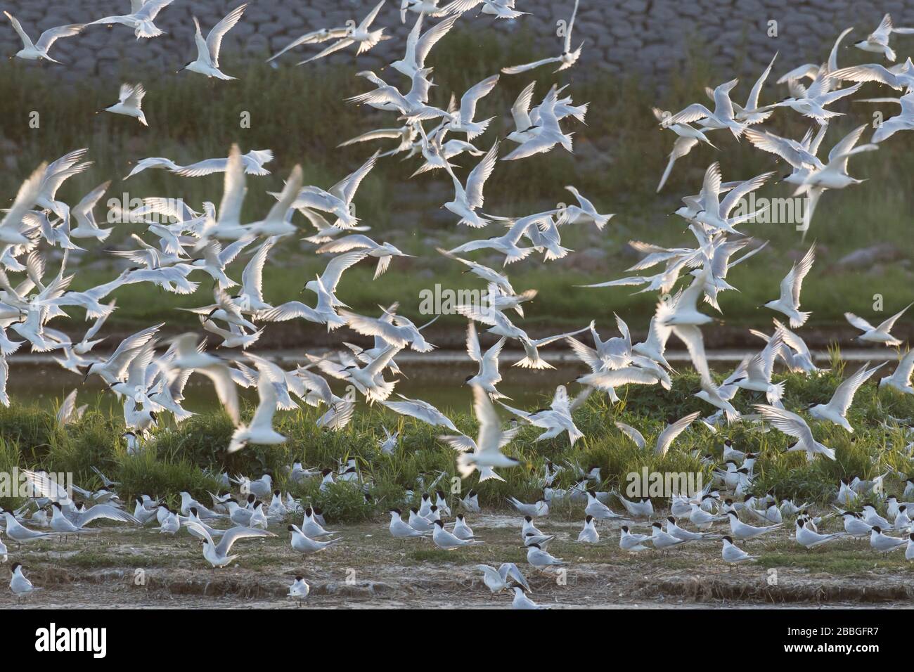 Sandwich terns (Thalasseus sandvicensis / Sterna sandvicensis) flock in ...