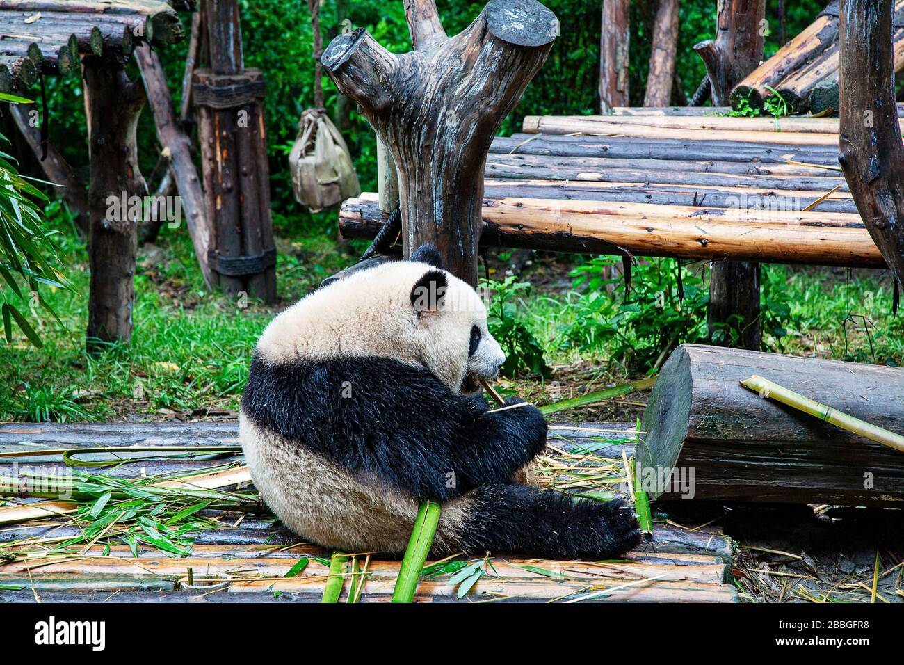 Giant panda eating bamboo at Cheng du Research Base of Giant Panda ...