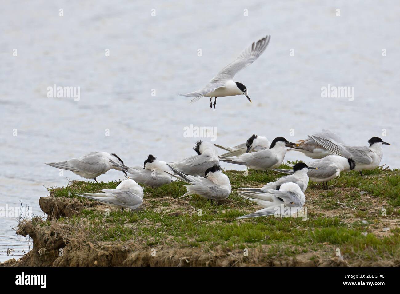 Sandwich terns (Thalasseus sandvicensis / Sterna sandvicensis) flock ...