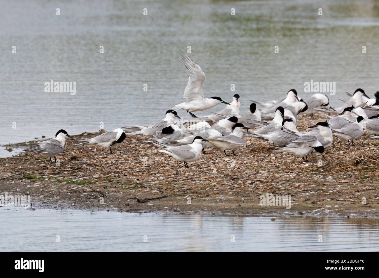 Sandwich terns (Thalasseus sandvicensis / Sterna sandvicensis) flock in ...