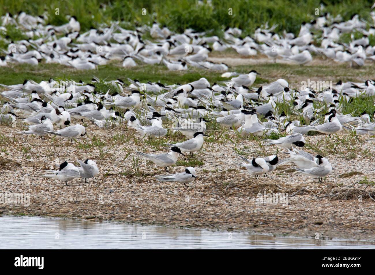 Sandwich terns (Thalasseus sandvicensis / Sterna sandvicensis) flock in ...