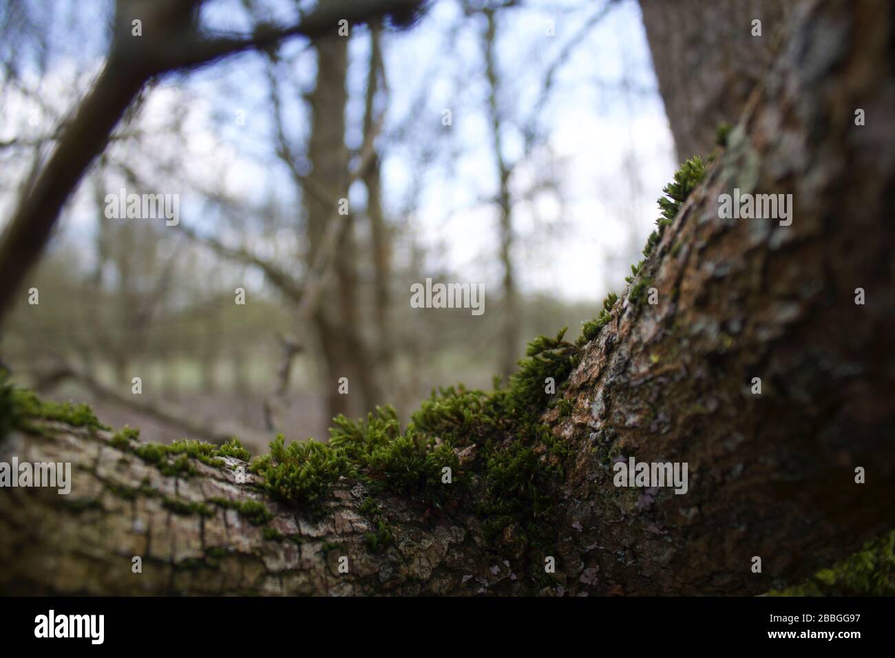 World Of Moss Stock Photo Alamy