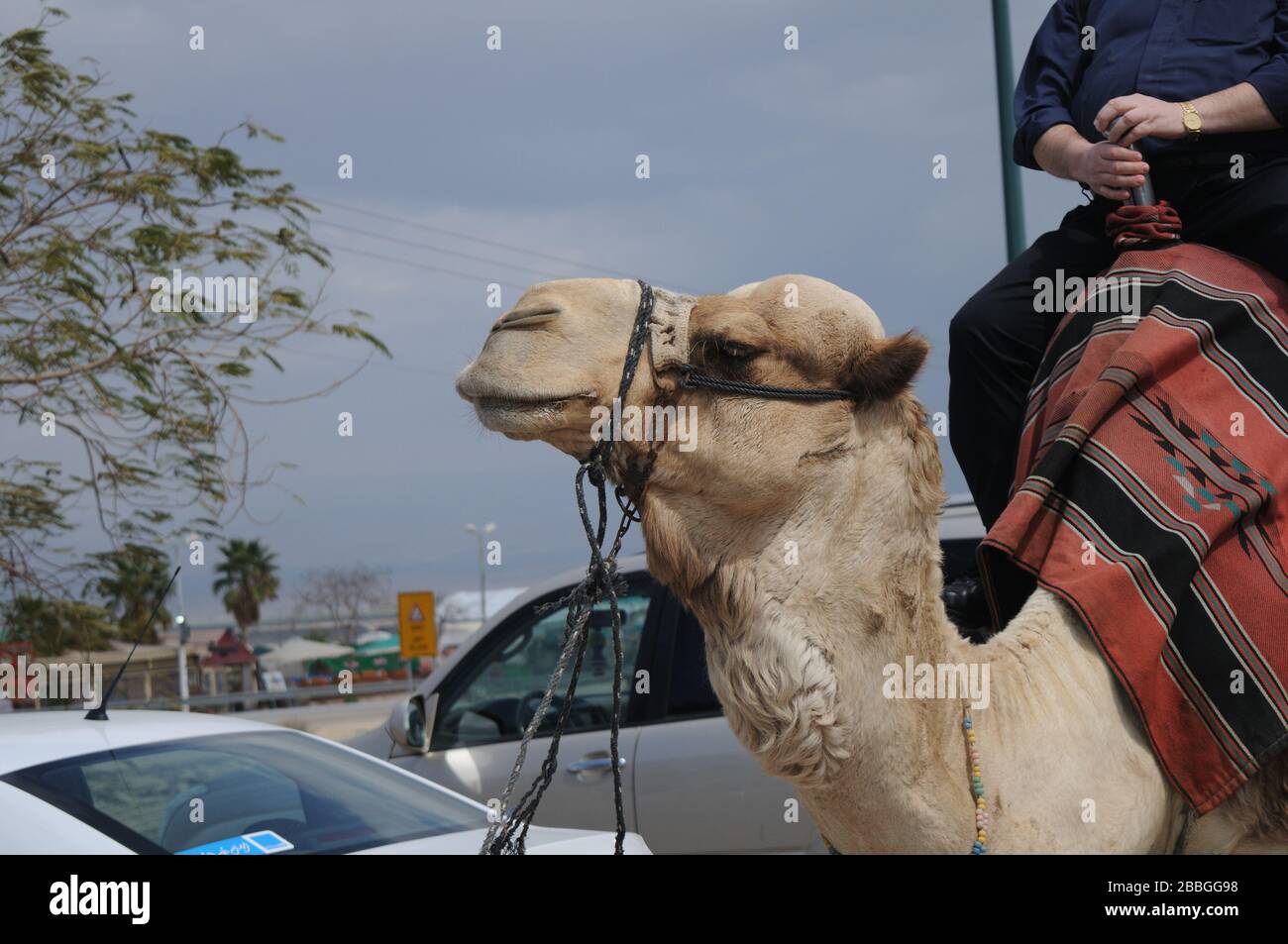 Israel camel road hi-res stock photography and images - Alamy