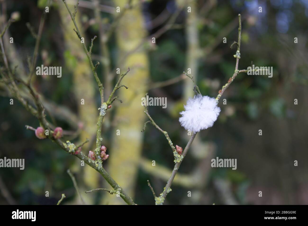 The feather tree hi-res stock photography and images - Alamy