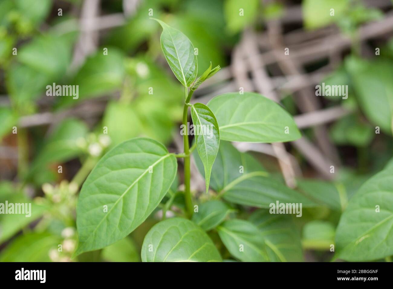 Medicinal plant of Thailand Stock Photo - Alamy