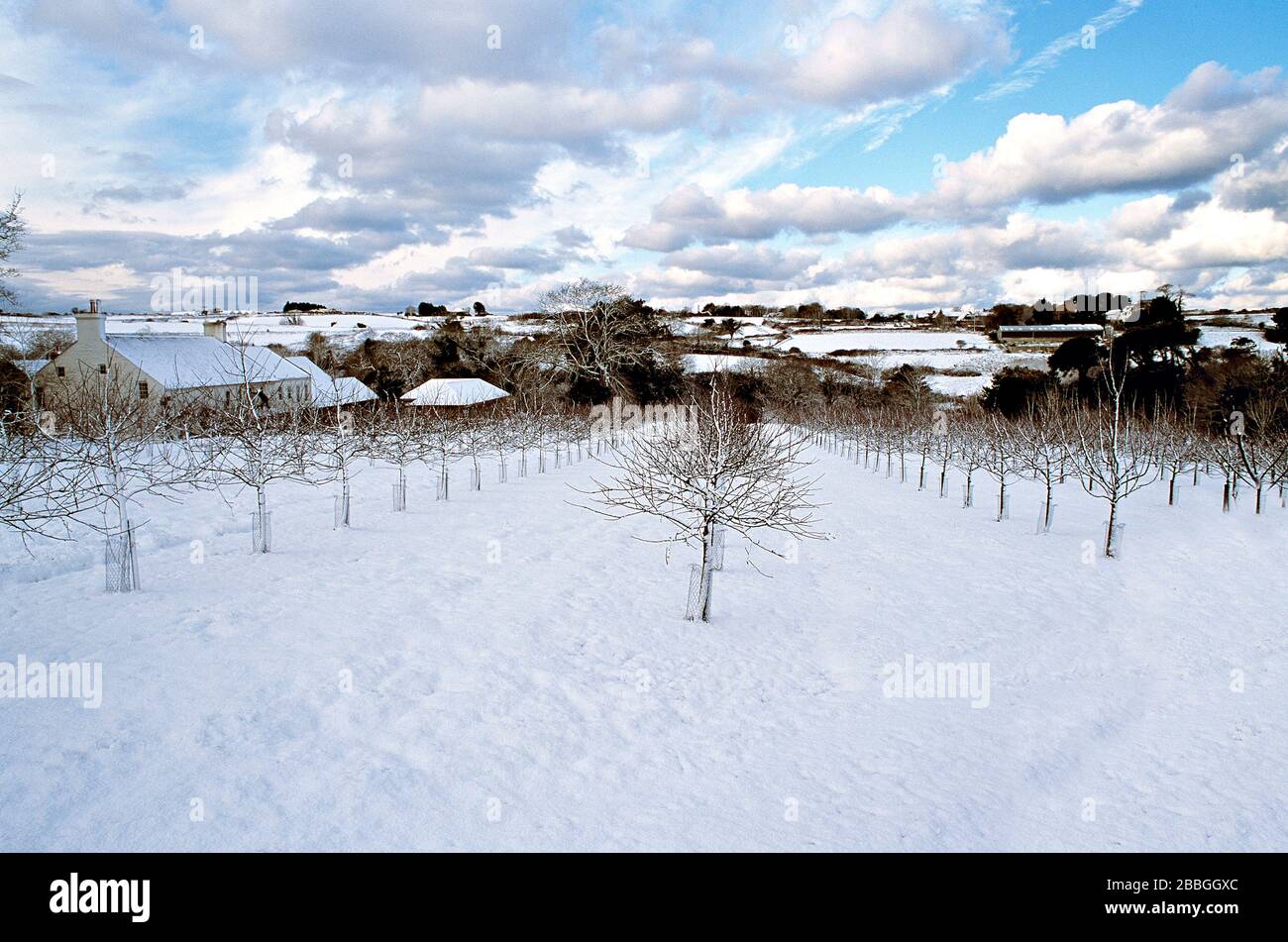 Guernsey. Winter snow covered farm with apple orchard Stock Photo - Alamy