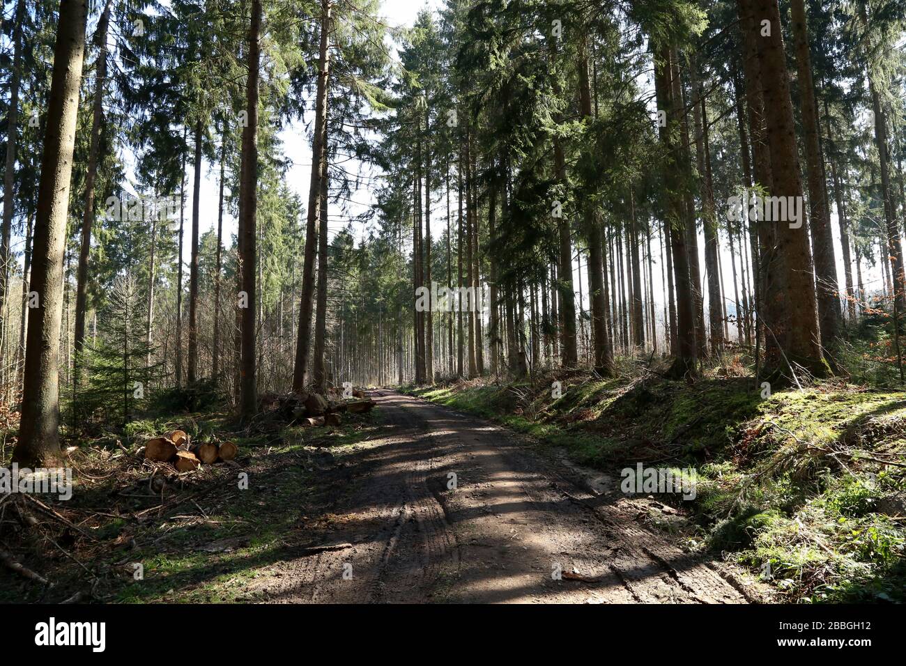 Forest with tall fir trees and forest road Stock Photo - Alamy