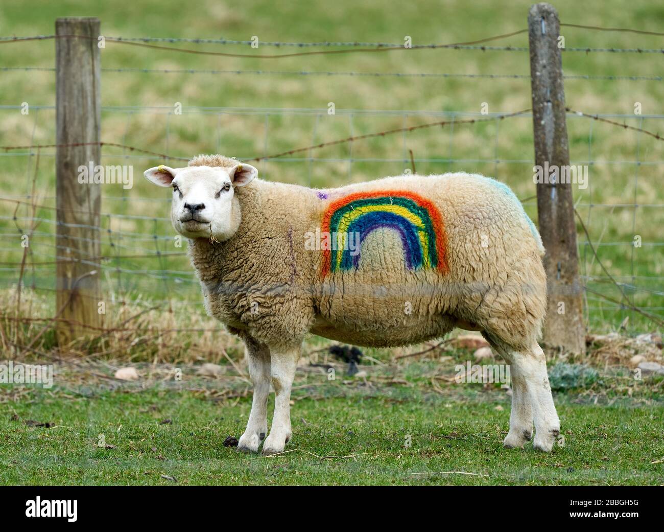 Rothes, Moray, Scotland, UK. 31st Mar, 2020. UK. This is a sheep on a ...