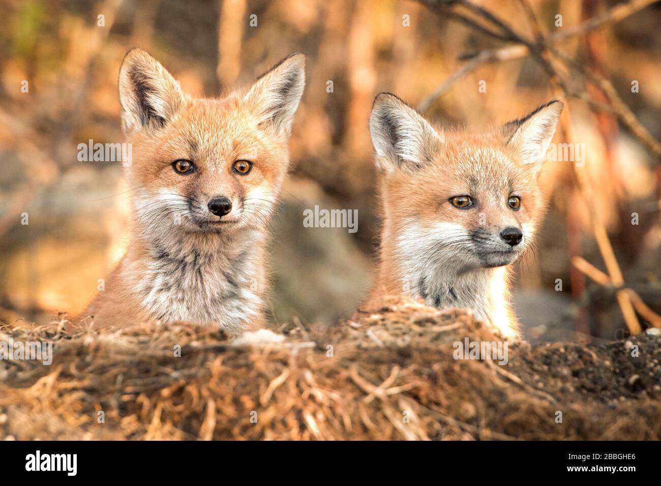 Foxes hi-res stock photography and images - Alamy