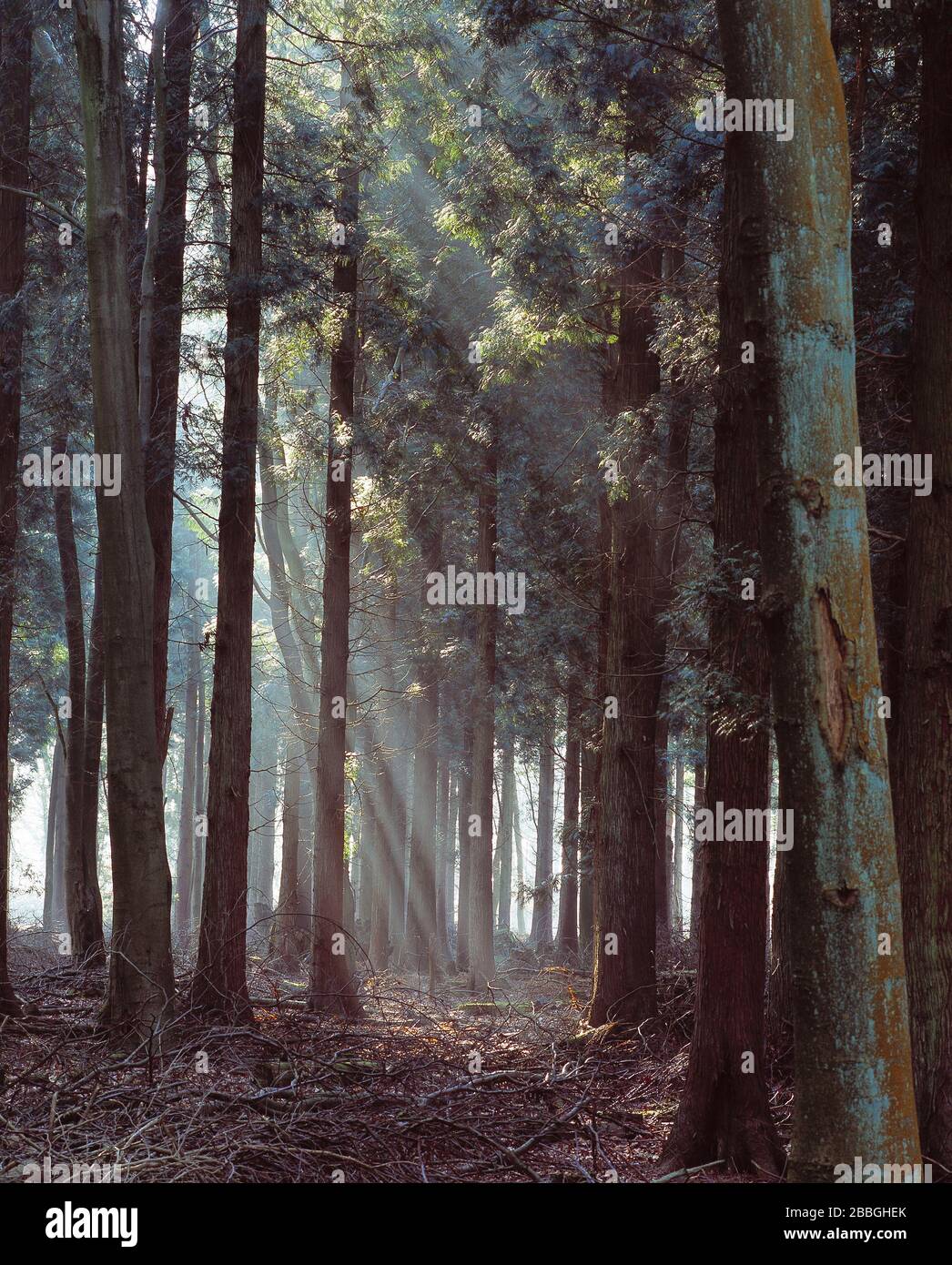 Light shaft through trees hi-res stock photography and images - Alamy