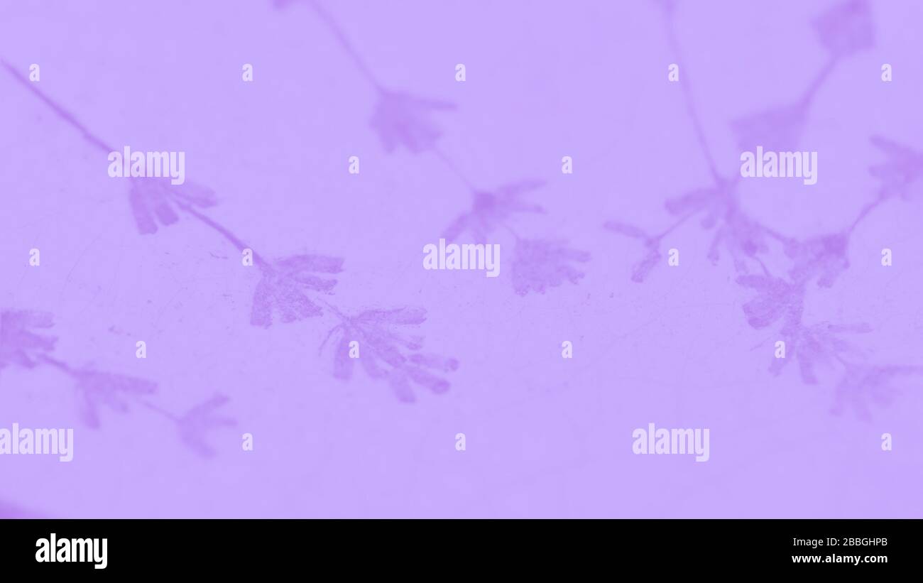 Pale violet purple background with lavender flowers pattern, 16:9 ...