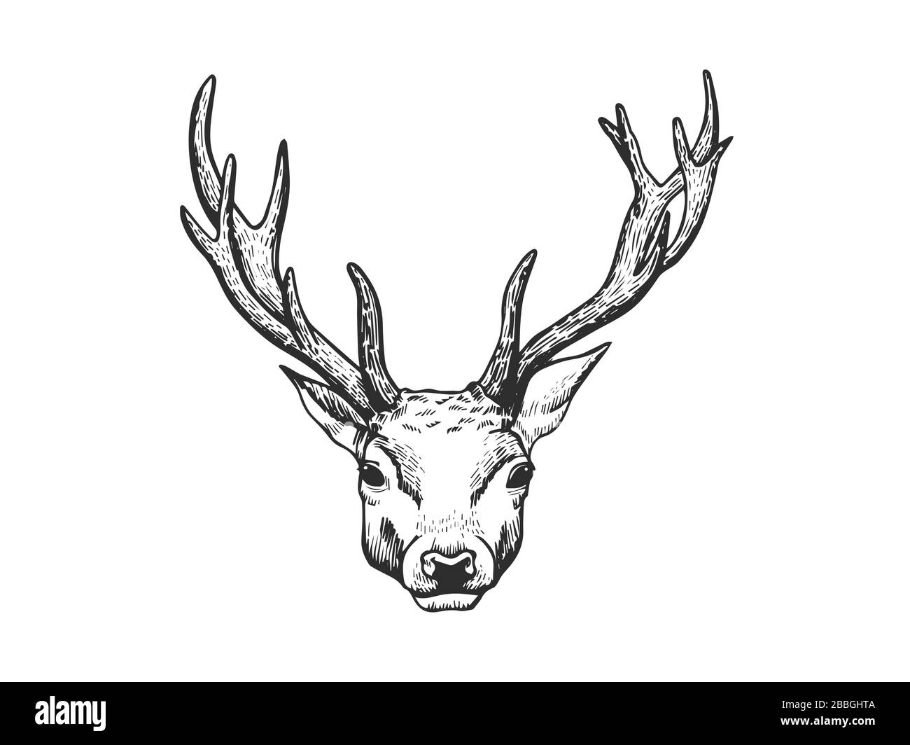 Hand drawn stag face isolated on white background Stock Vector Image ...
