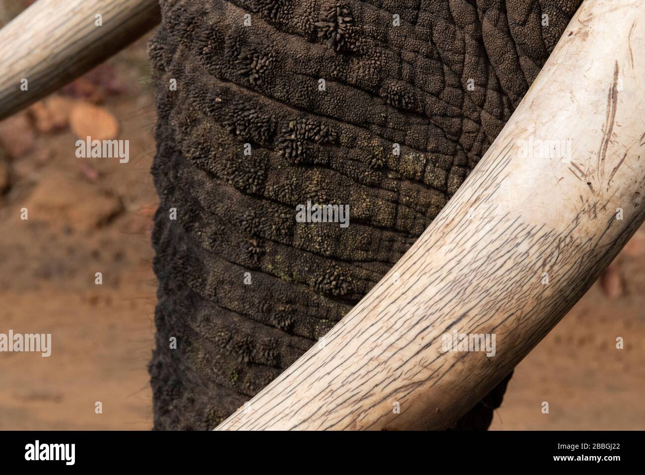 India, Madhya Pradesh, Bandhavgarh National Park. Asian elephant, ivory ...