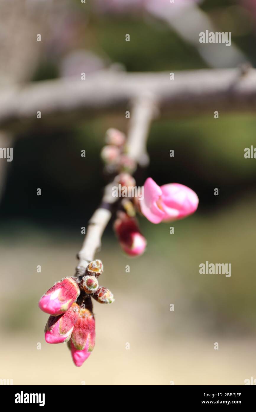 Almond Bud High Resolution Stock Photography and Images - Alamy