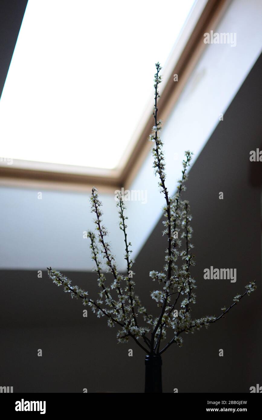 Soft light interior hi-res stock photography and images - Alamy