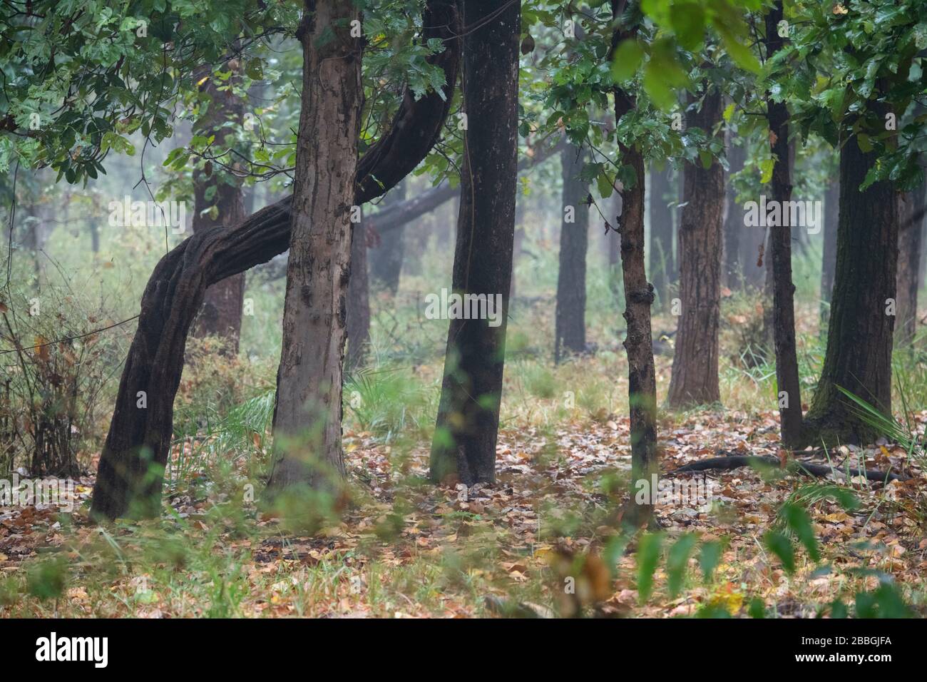 India, Madhya Pradesh, Bandhavgarh National Park. Deciduous forest ...