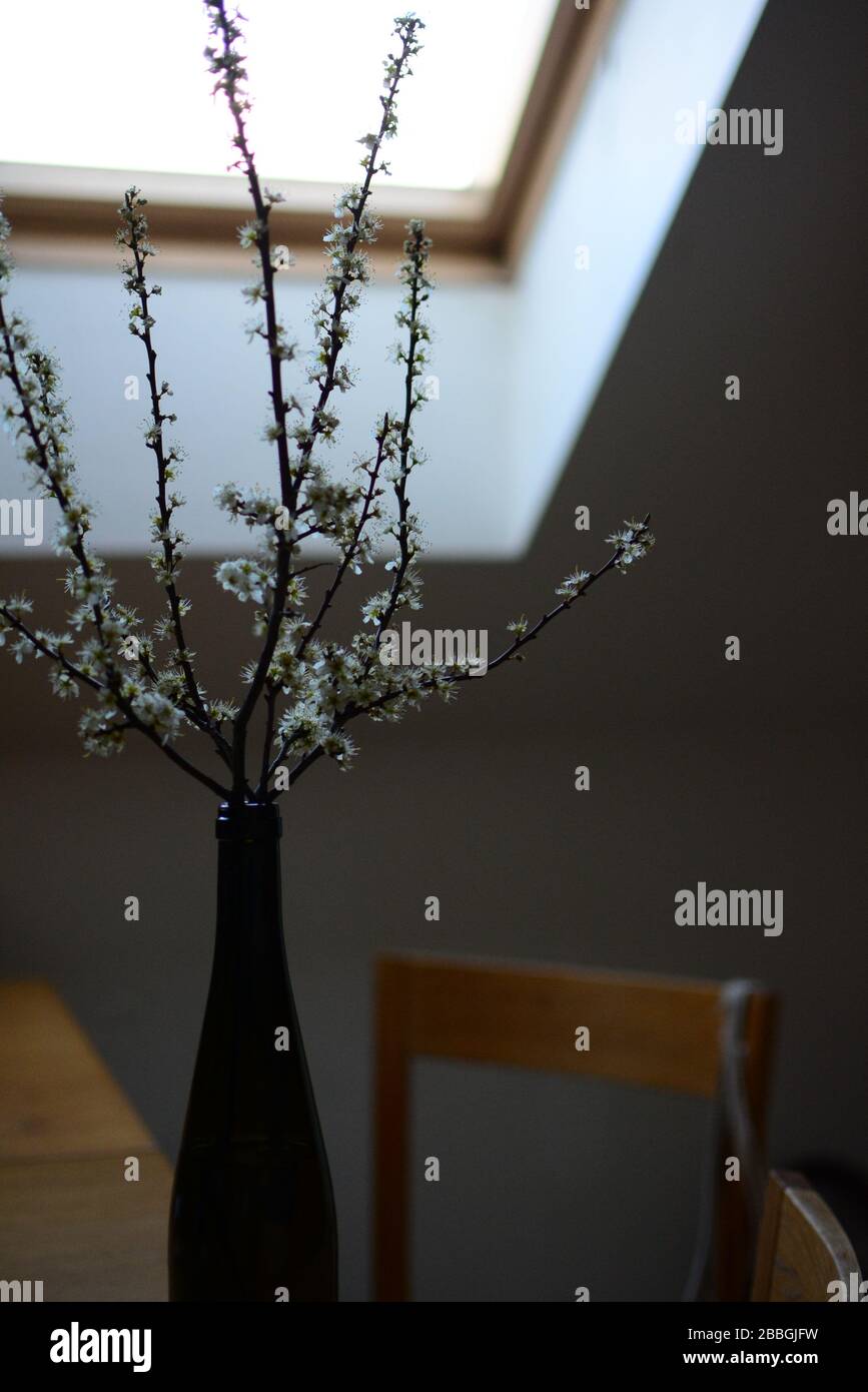 Spring houseplant hi-res stock photography and images - Alamy