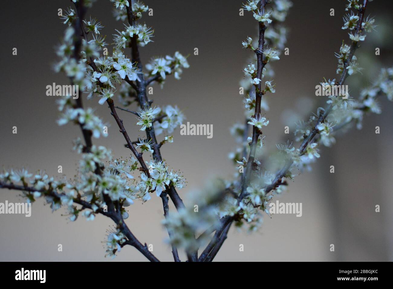 Spring flowers inside house hi-res stock photography and images - Alamy