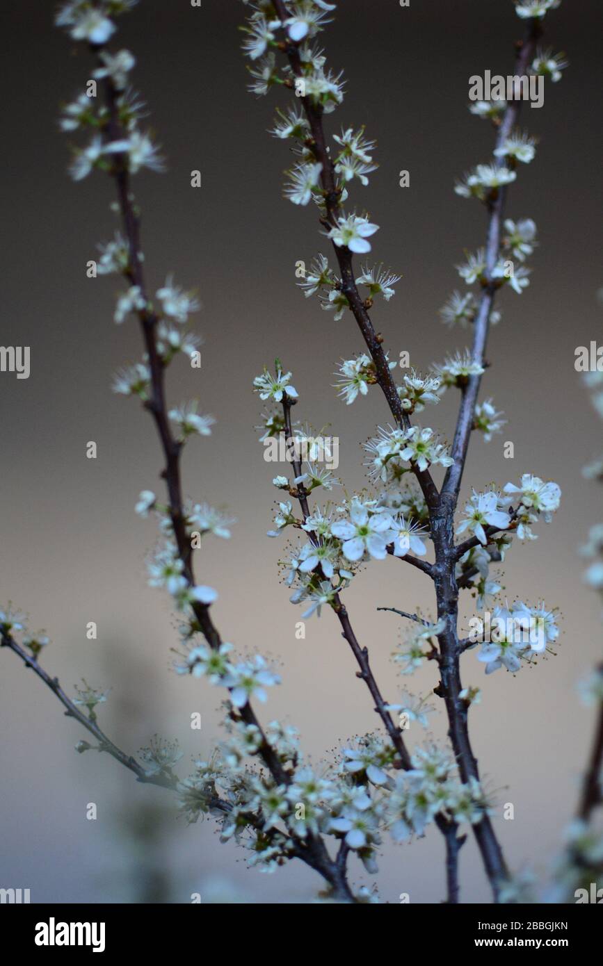 Spring flowers inside house hi-res stock photography and images - Alamy