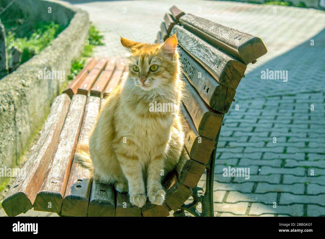 Cat family, they are playing and happy to be together Stock Photo - Alamy