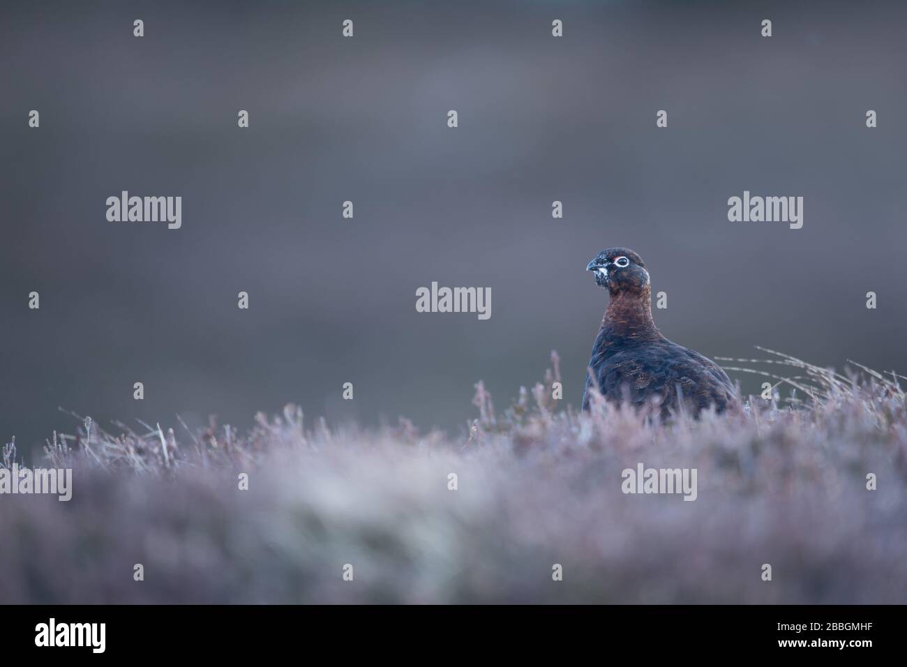 Scottish national emblem hi-res stock photography and images - Alamy