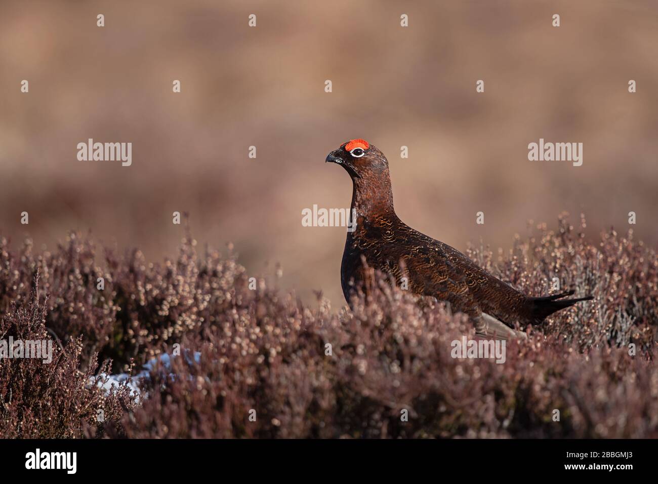 Scottish moorland bird hi-res stock photography and images - Alamy