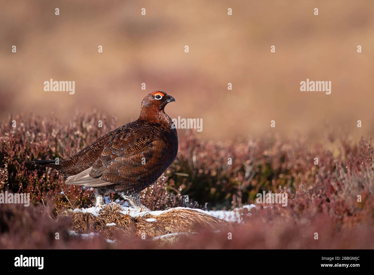 Scottish national emblem hi-res stock photography and images - Alamy