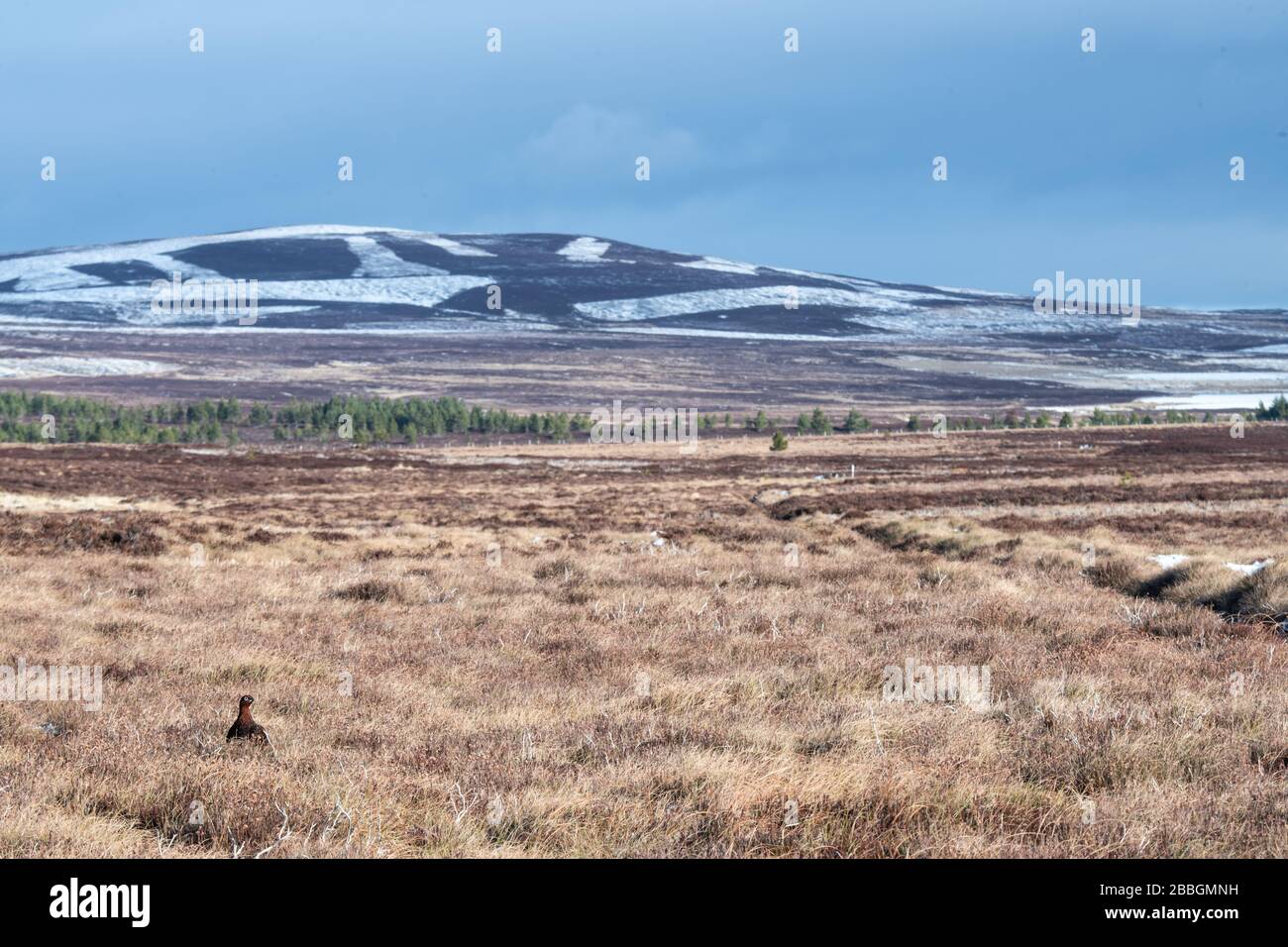 Famous grouse whisky hi-res stock photography and images - Alamy