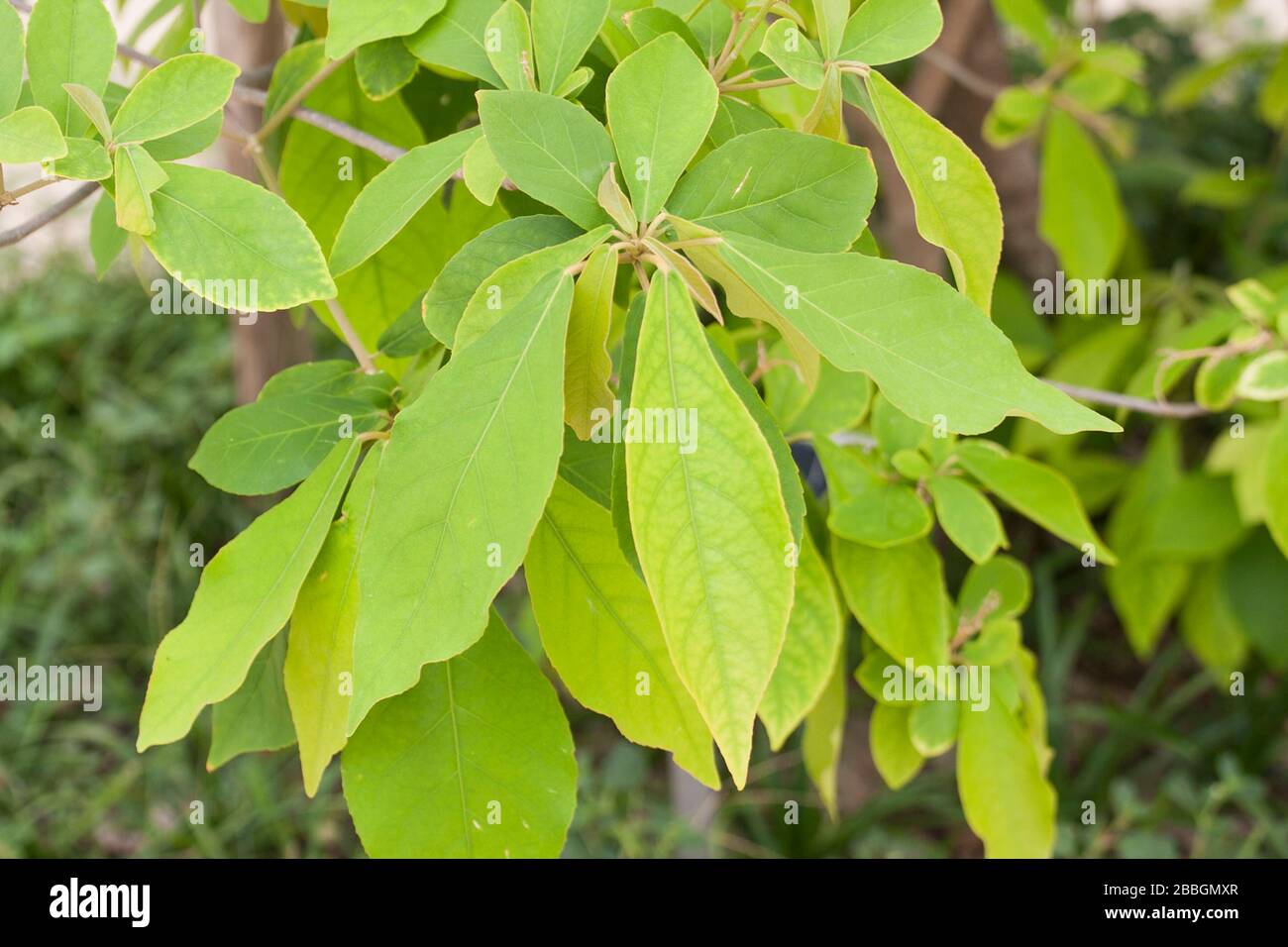 Medicinal plant of Thailand Stock Photo - Alamy
