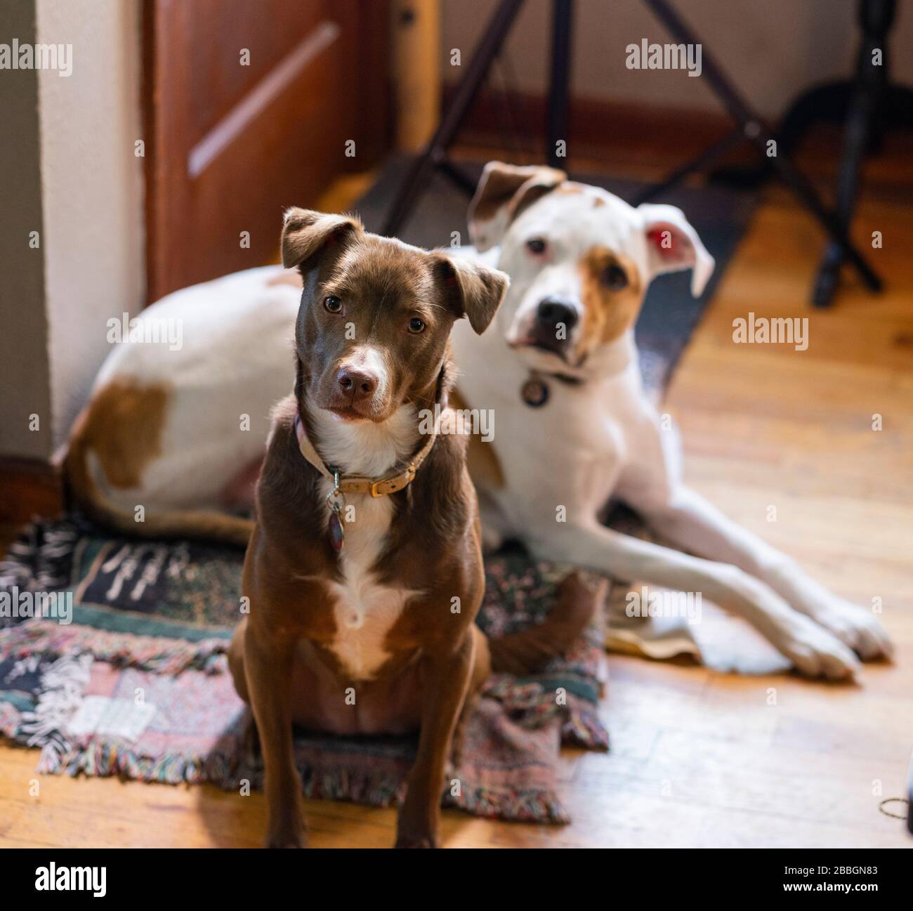 Sun provides backlightiing on a pair of cnines brother and sister Stock ...