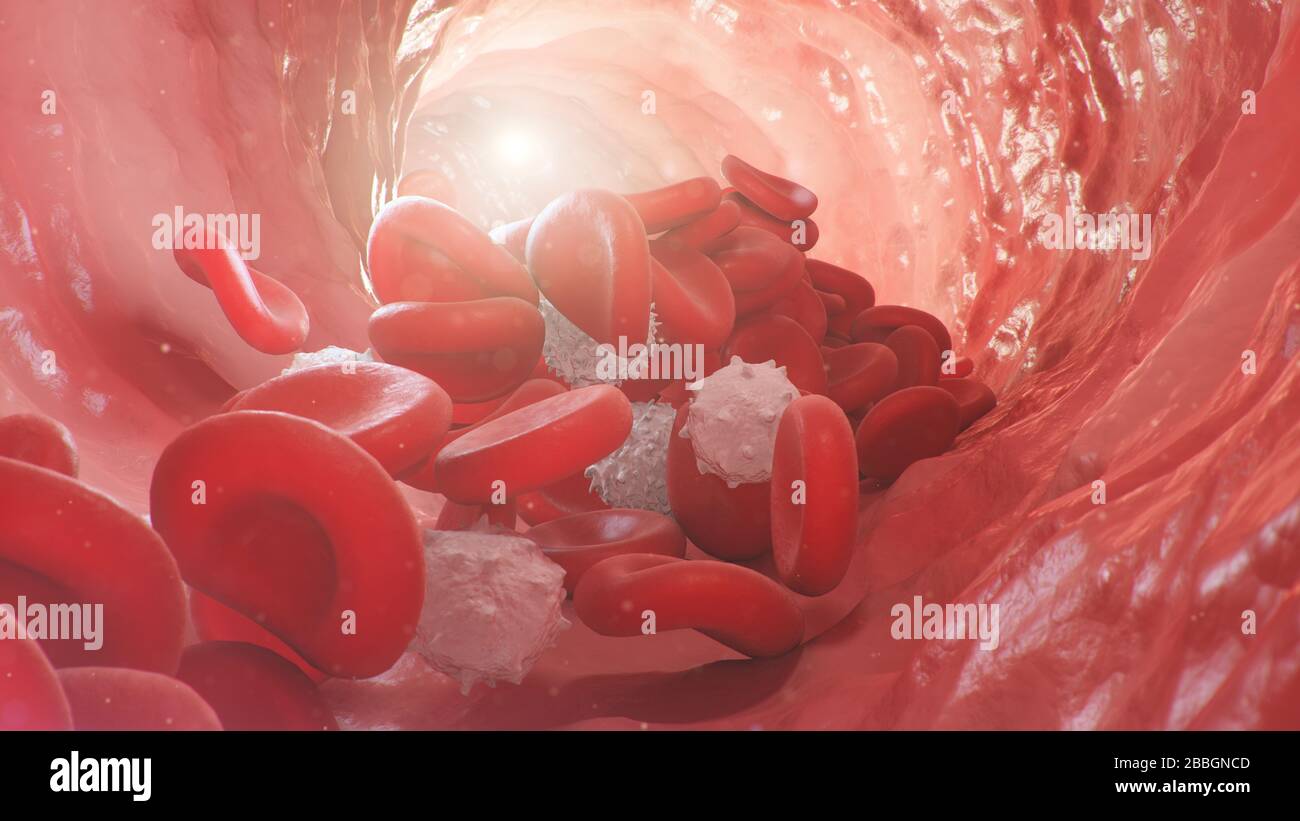 3d illustration of red blood cells inside an artery, vein. The flow of ...